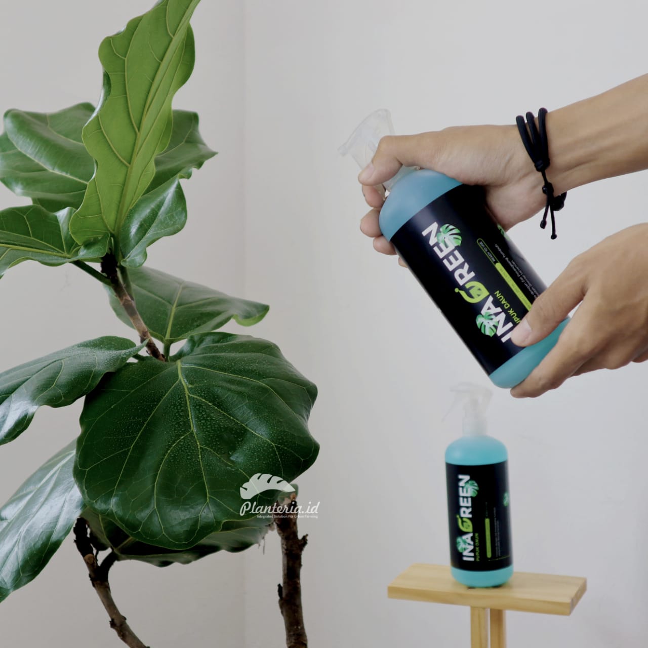 Cara Menggunakan Pupuk Daun Semprot - Planteria.id