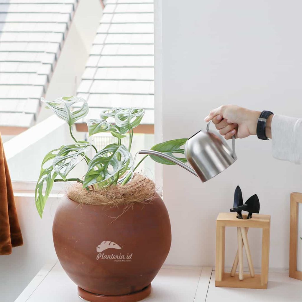 Tanaman Hias untuk Di Meja? - Planteria.id