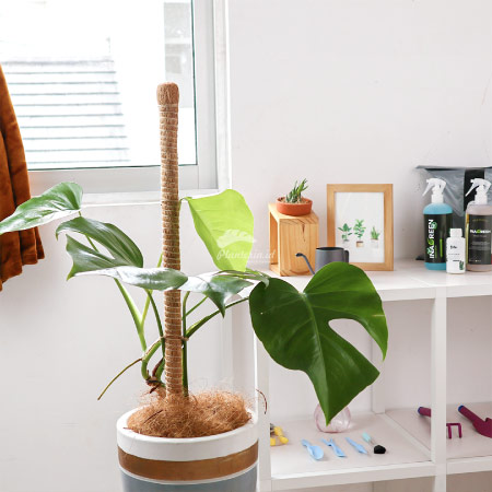 Turus Tanaman Hits untuk Monstera Makin Stylish - Planteria.id