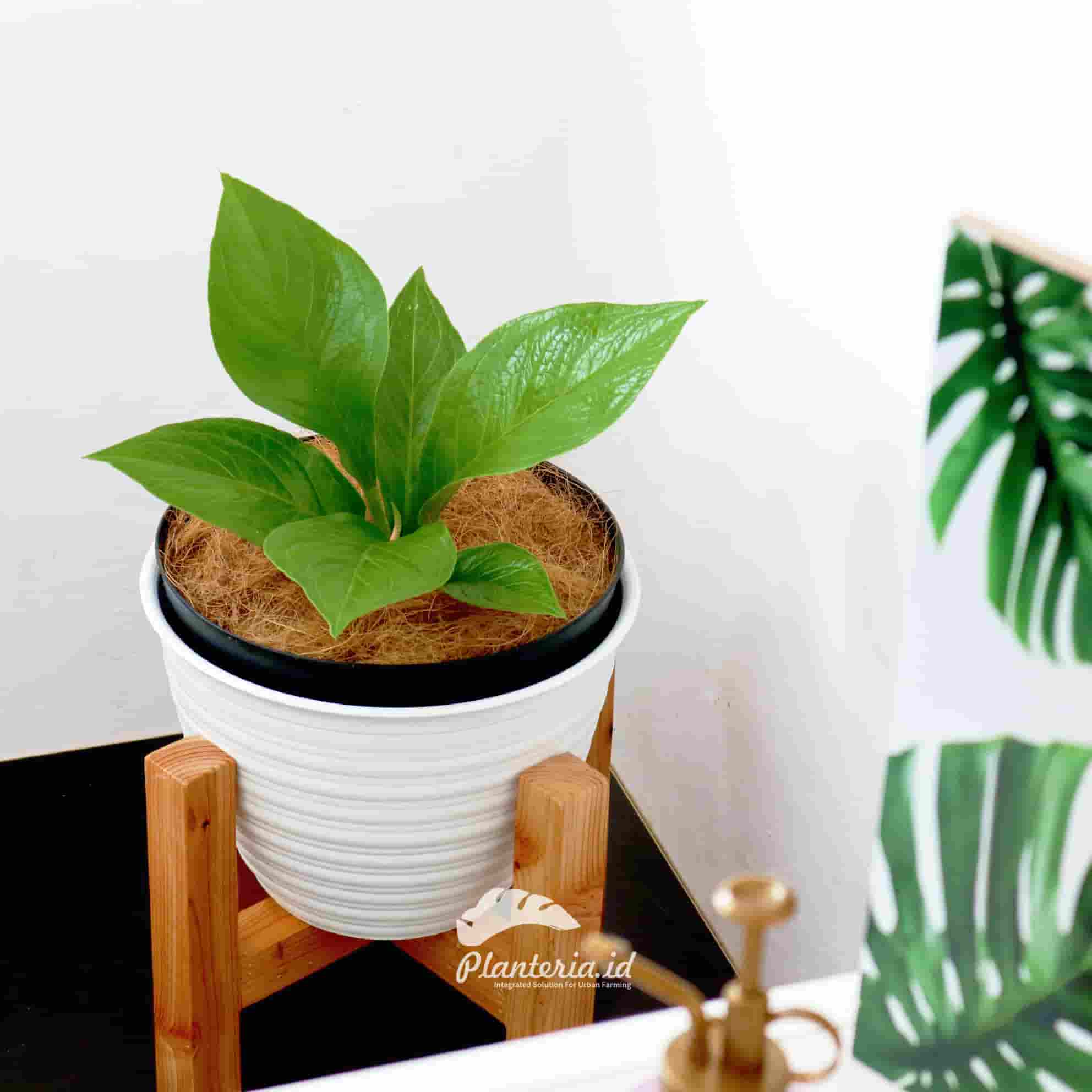 Anthurium si Raja Daun - Planteria.id