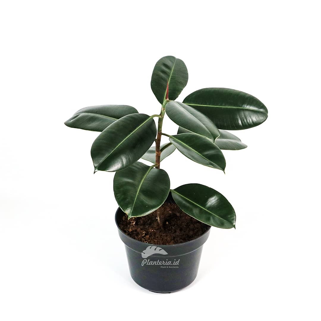 Botani Karet Kebo - Planteria.id
