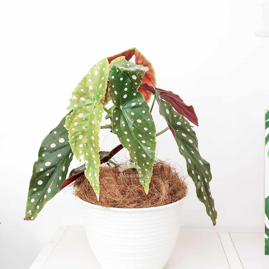 Rekomendasi Macam-Macam Begonia untuk Plant Lover - Planteria.id