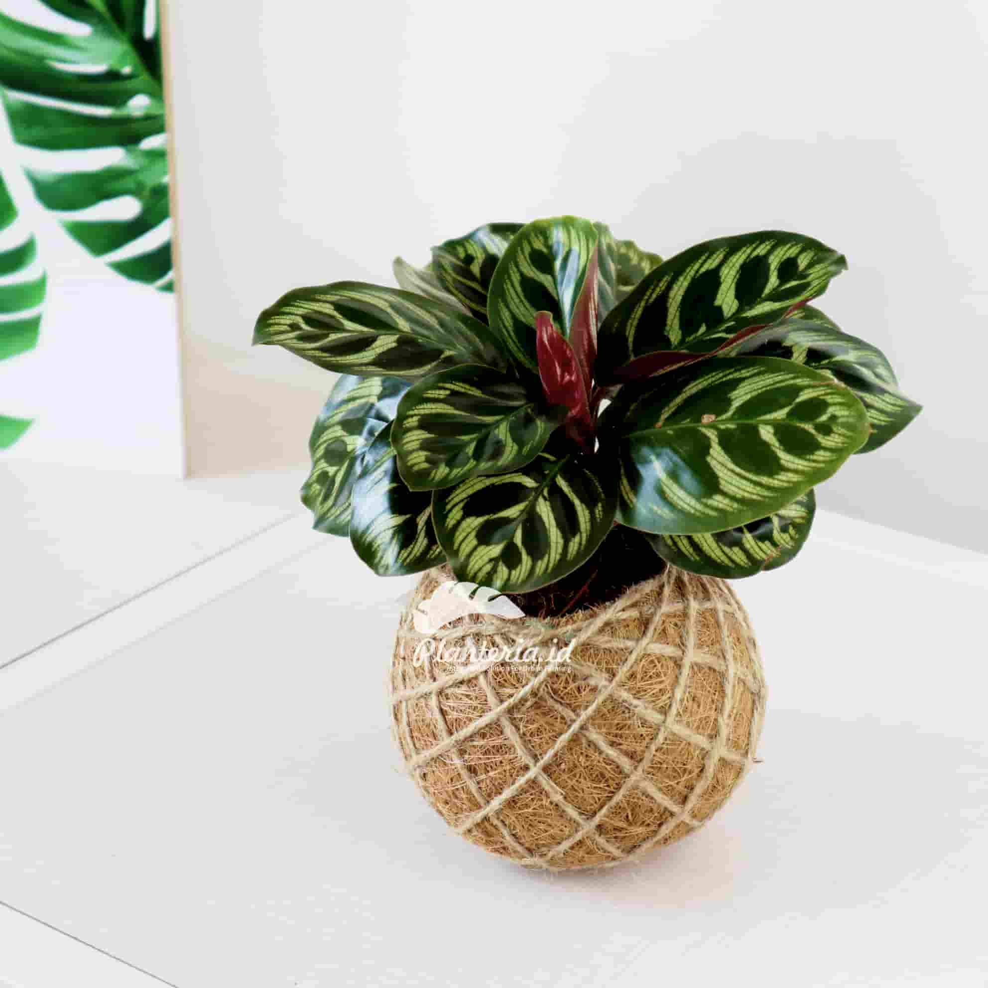 Botani Calathea - Planteria.id