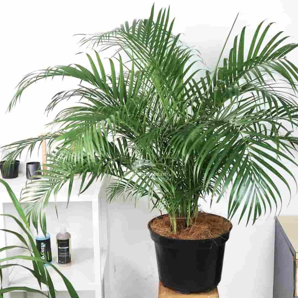 Palem Sebagai Tanaman Hias Indoor - Planteria.id