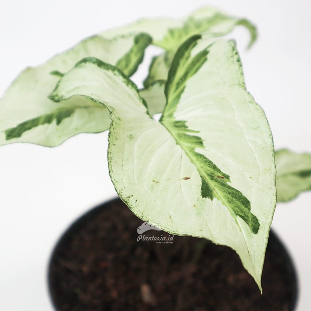 Kenapa Tanaman Bisa Jadi Variegata? - Planteria.id