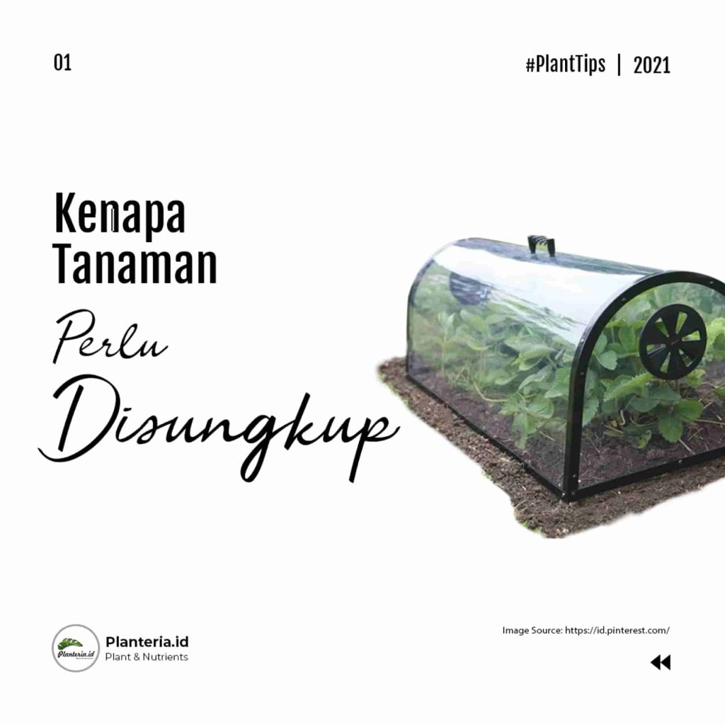 Tanaman Perlu Disungkup? - Planteria.id