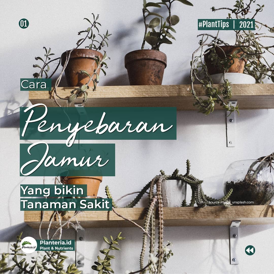 Bagaimana Cara Jamur Patogen Tanaman Menyebar? - Planteria.id