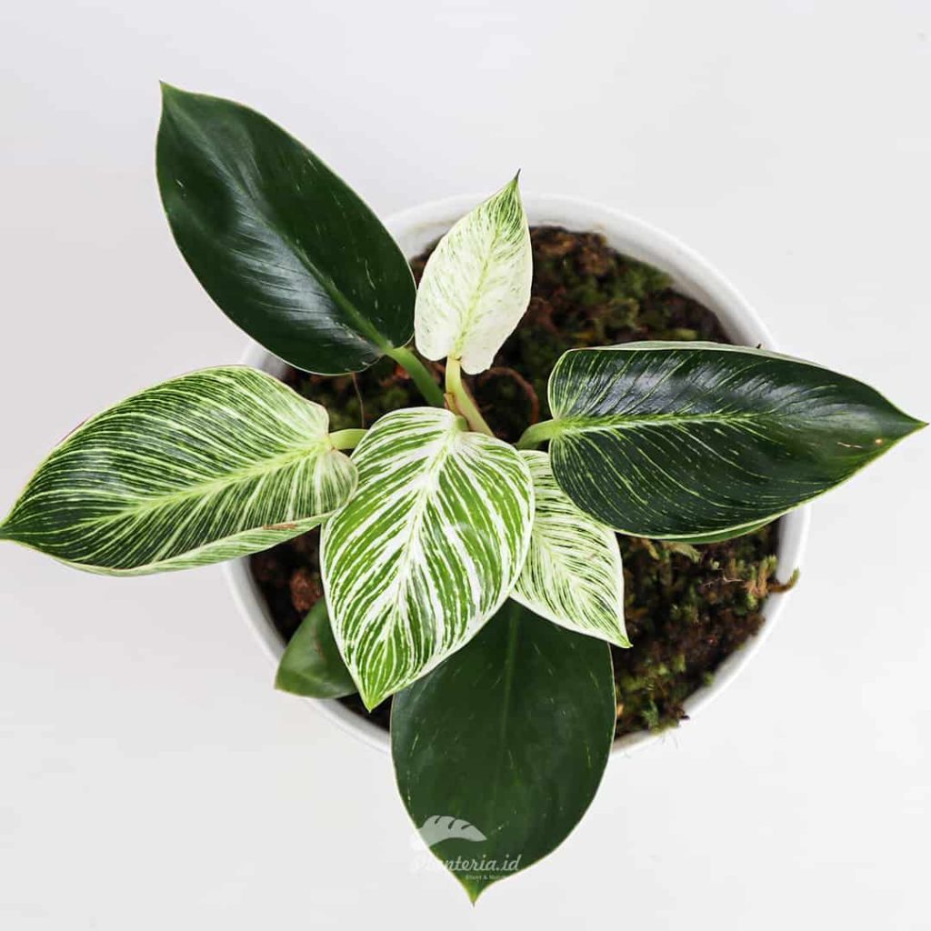 Cara Merawat Philo Birkin agar Sehat dan Subur - Planteria.id