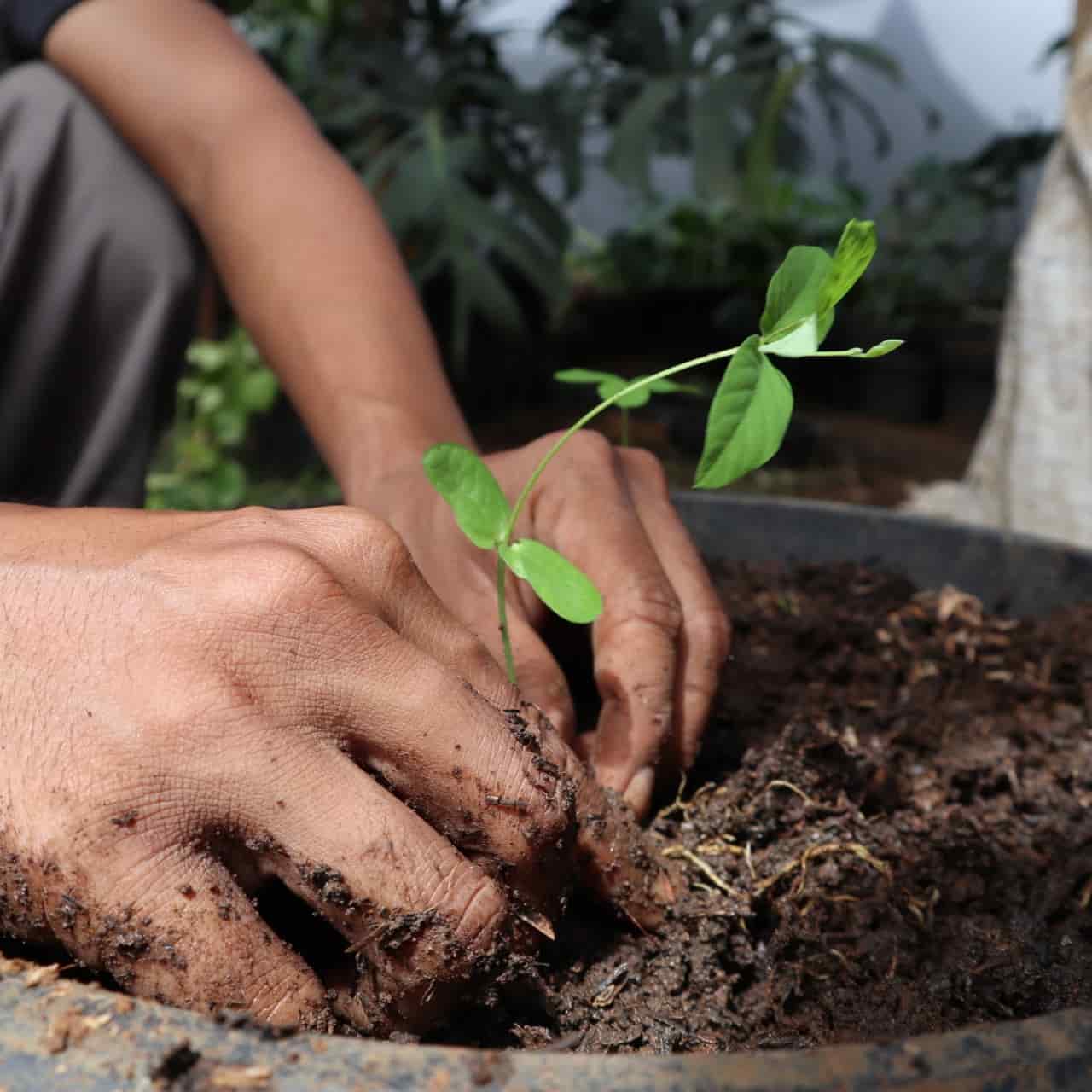 Perbannyakan Tanaman dengan Mencangkok - Planteria.id