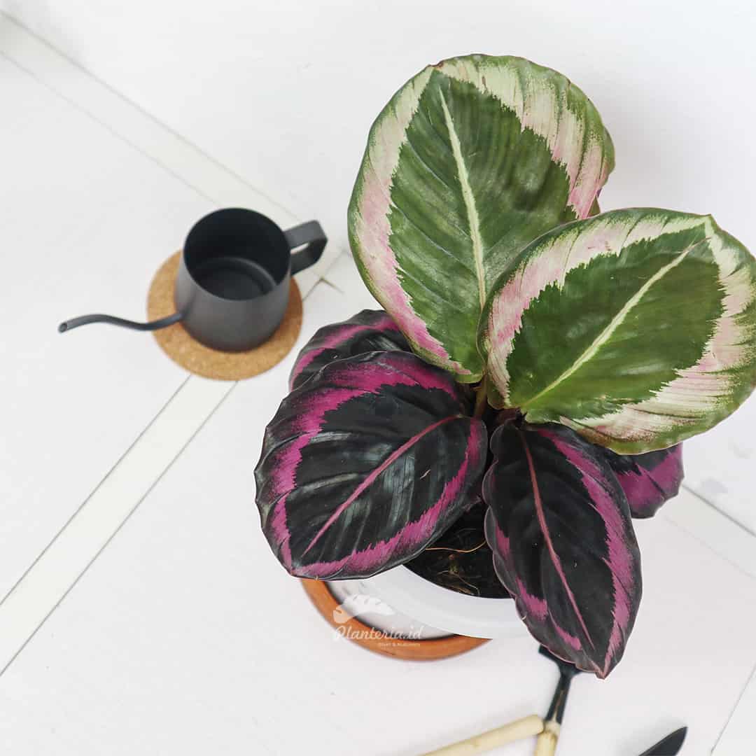 Merawat Tanaman Calathea agar Sehat dan Subur - Planteria.id