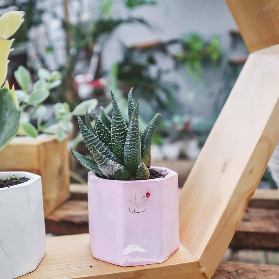 Tips Merawat Tanaman Kaktus dan Sukulen - Planteria.id