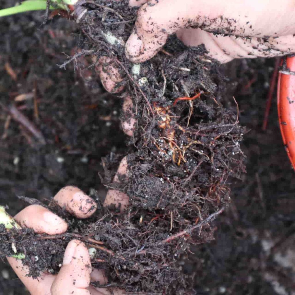 Tips Mengatasi Akar Tanaman Hias Yang Busuk – Planteria.id