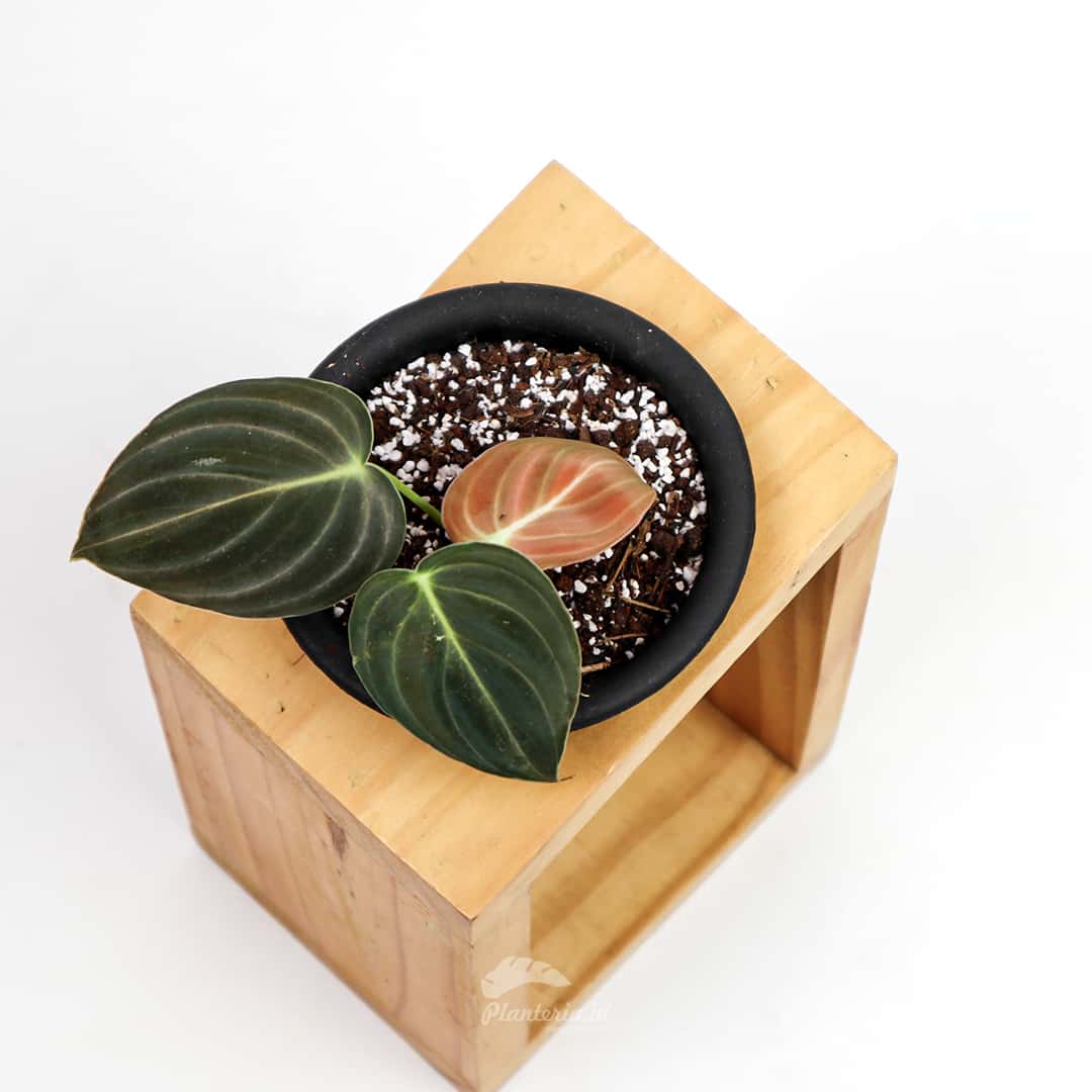 Merawat Philodendron Melanochrysum - Planteria.id