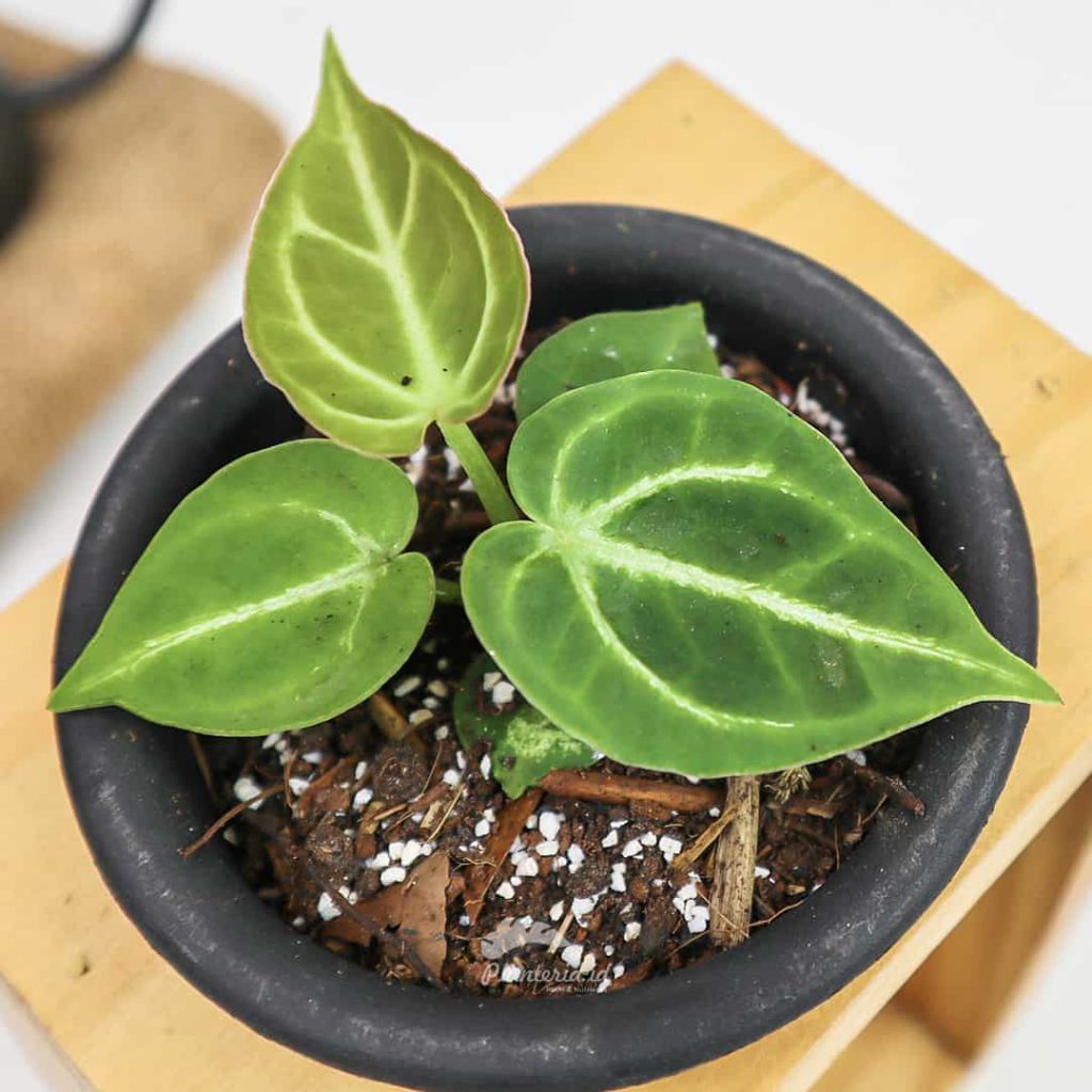 Berbagai Macam Anthurium Mewah yang Bikin Mupeng - Planteria.id
