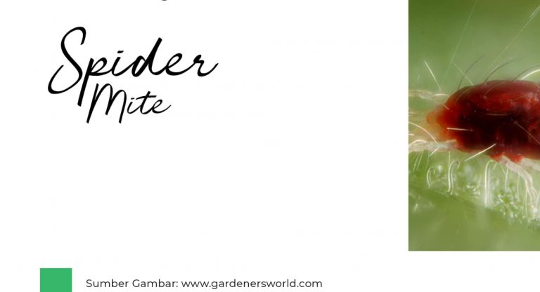 Mengenal Hama Spider Mite pada Tanaman Hias - Planteria.id