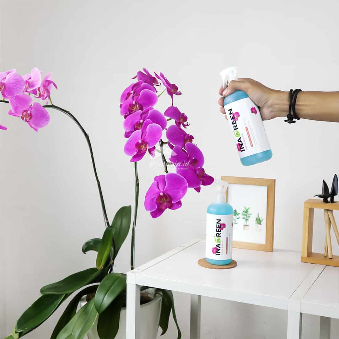 Merawat Anggrek Agar Rajin Berbunga – Planteria.id