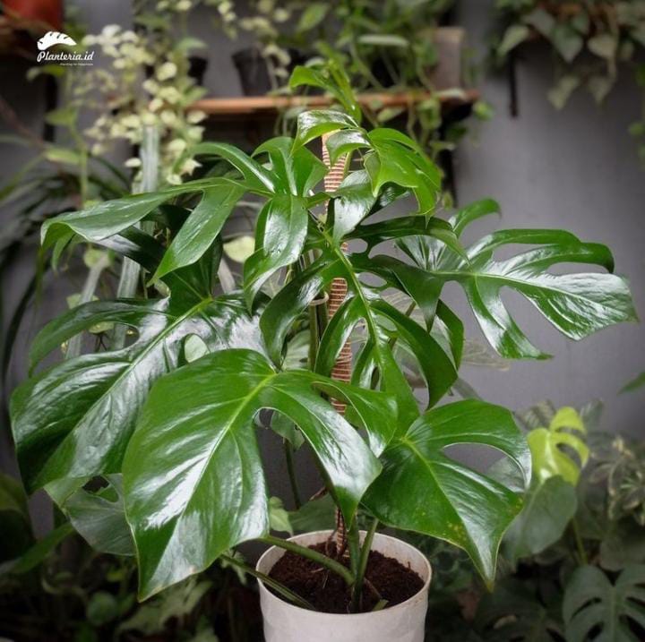 Perbedaan Tanaman Monstera Deliciosa dan Borsigiana - Planteria.id