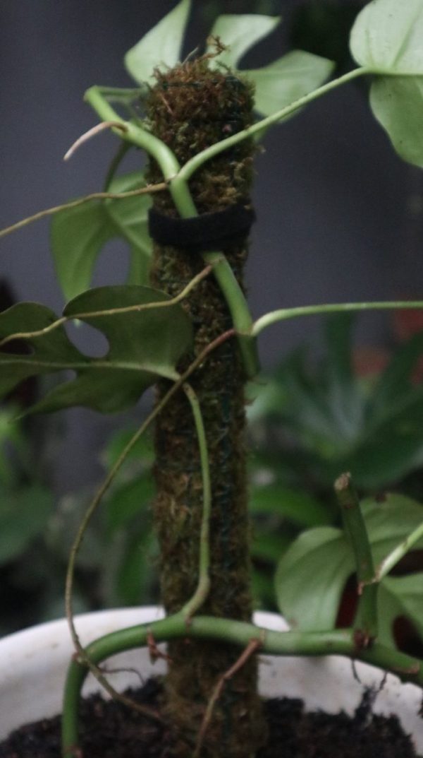 Tips Mudah Mengaktifkan Akar Angin pada Philodendron dan Monstera ...