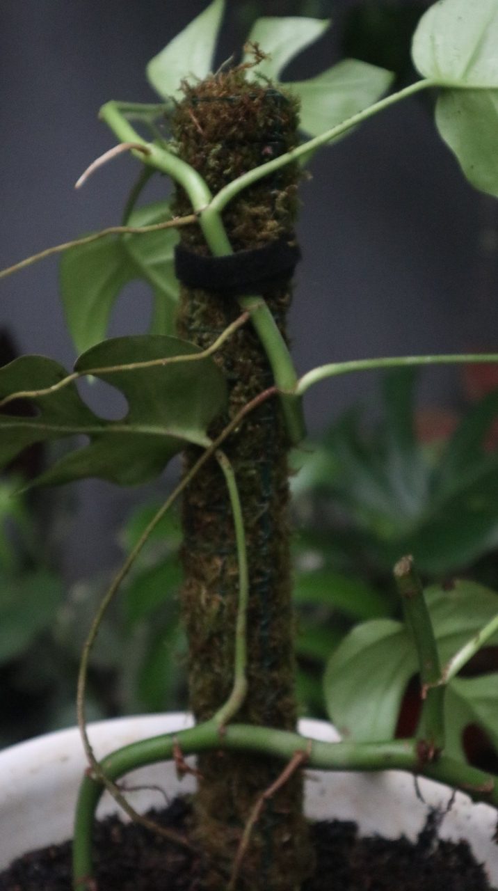 Tips Mudah Mengaktifkan Akar Angin pada Philodendron dan Monstera ...