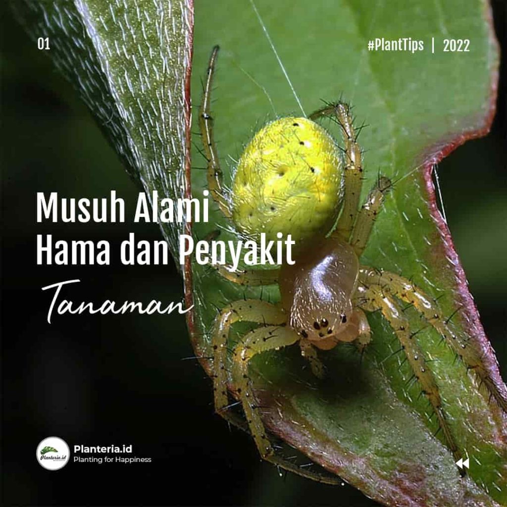 Pengendalian Hayati Hama dan Penyakit Tanaman - Planteria.id